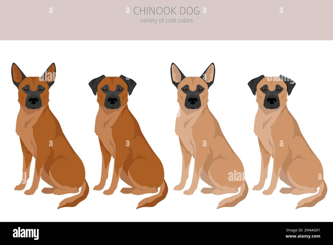 Chinook dog clipart. Different poses, coat colors set. Vector ...