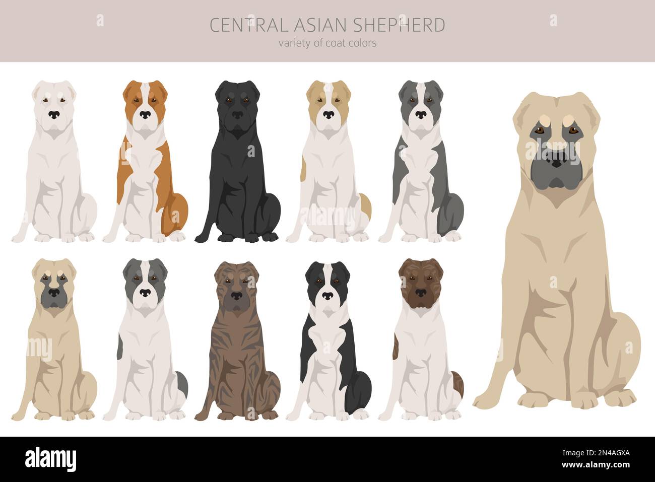 Central asian shepherd clipart. Different poses, coat colors set ...