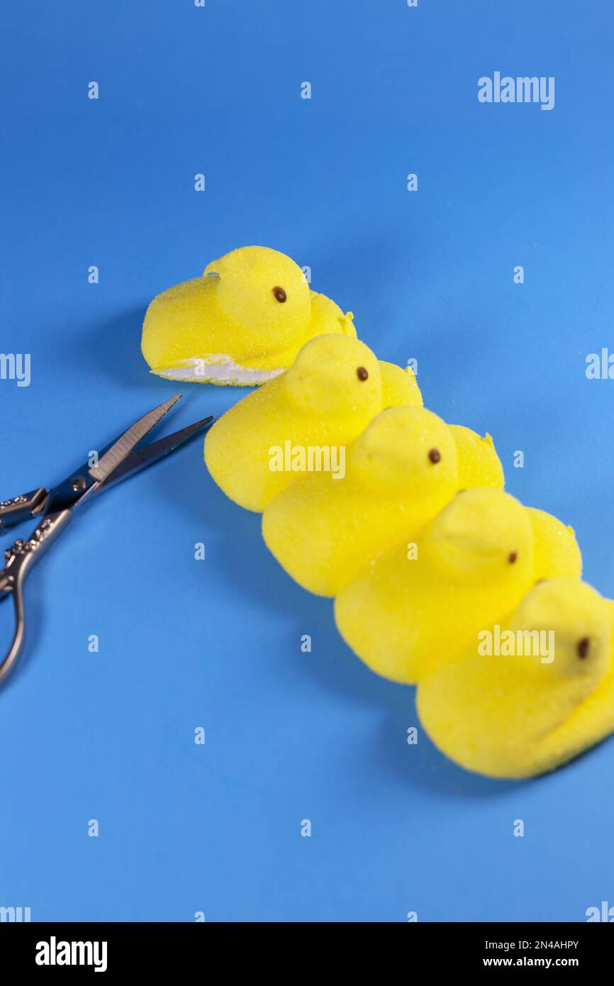 A row of peeps easter chick candy with one chick cut away from the rest ...