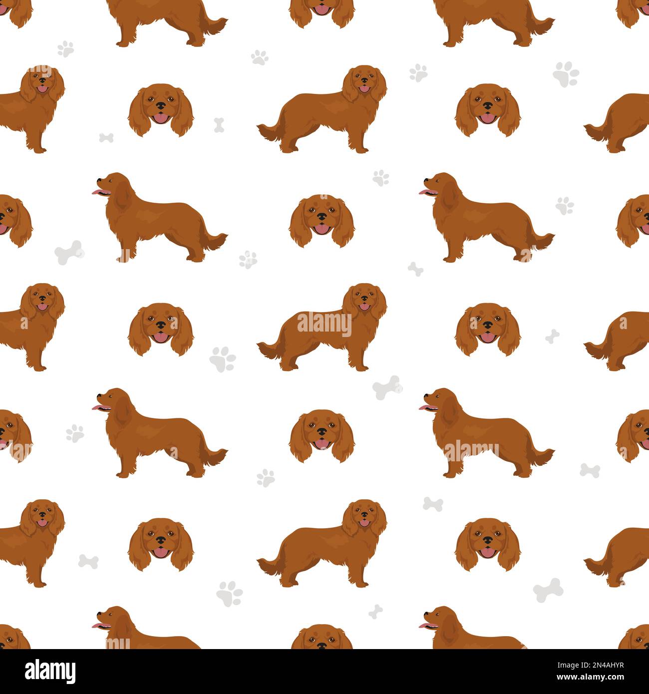 Cavalier king charles spaniel tricolour Stock Vector Images - Alamy