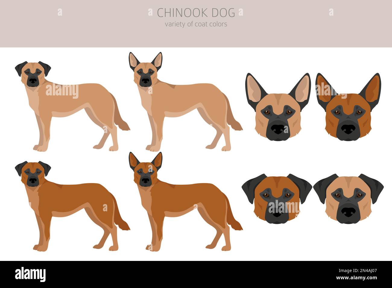 Are Chinook Puppies Lazy