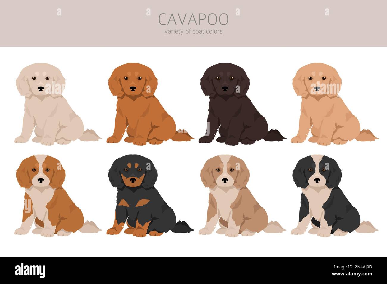 Cavapoo mix breed clipart. Different poses, coat colors set. Vector ...
