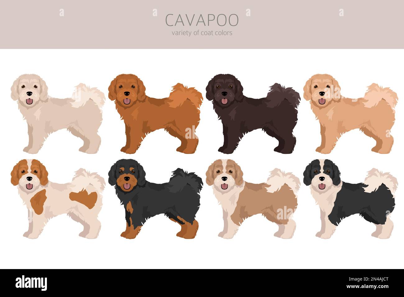 Cavapoo mix breed clipart. Different poses, coat colors set. Vector ...