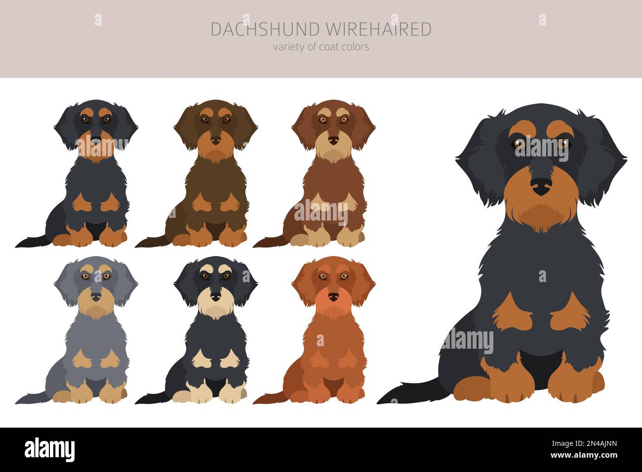 Teckel sitting Stock Vector Images - Alamy