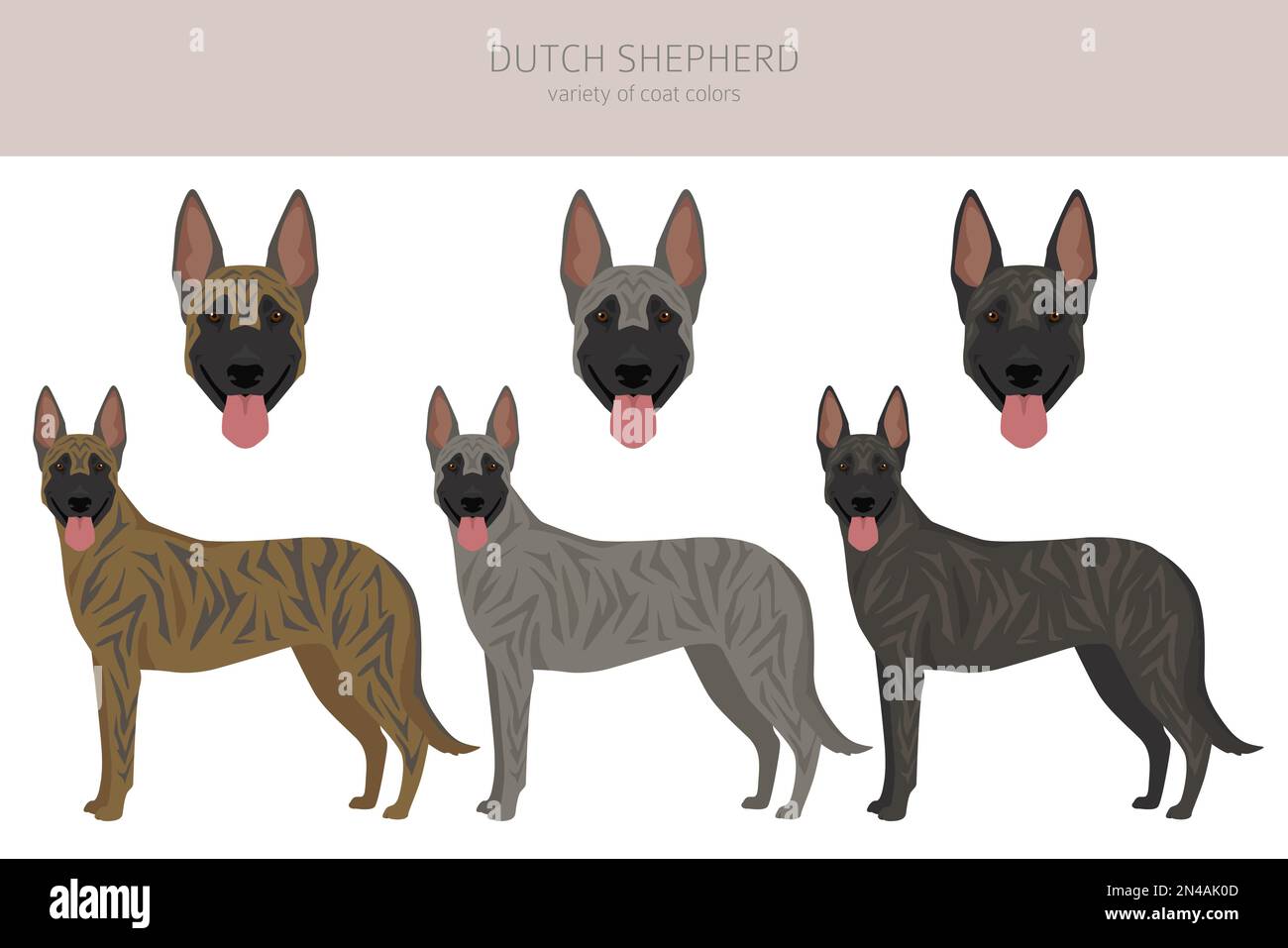 Dutch shepherd clipart. Different poses, coat colors set. Vector ...