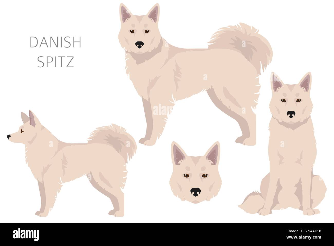 Danish Spitz clipart. Different poses, coat colors set. Vector ...