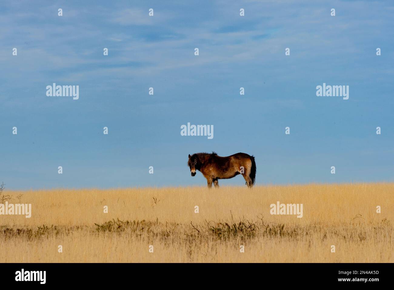 Exmoor pony on Exmoor Stock Photo - Alamy