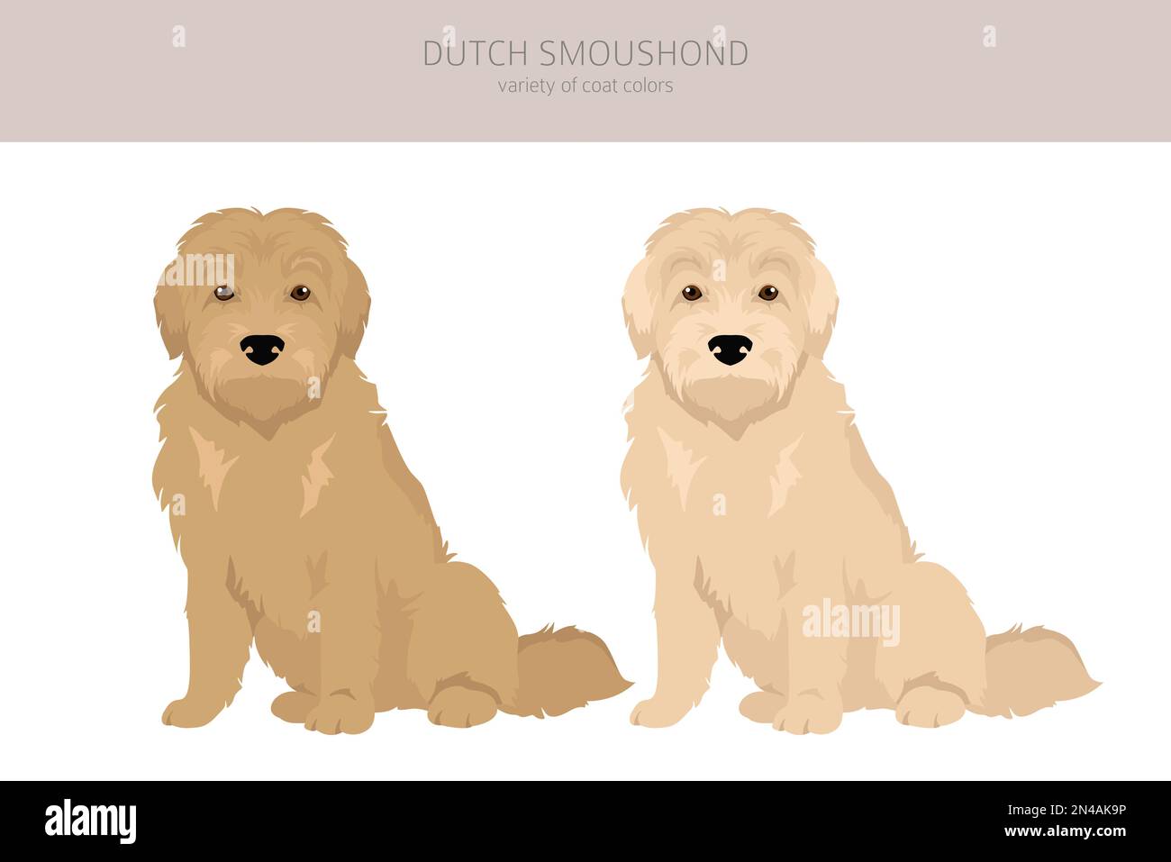 Son Holandeses Smoushond Agresivos