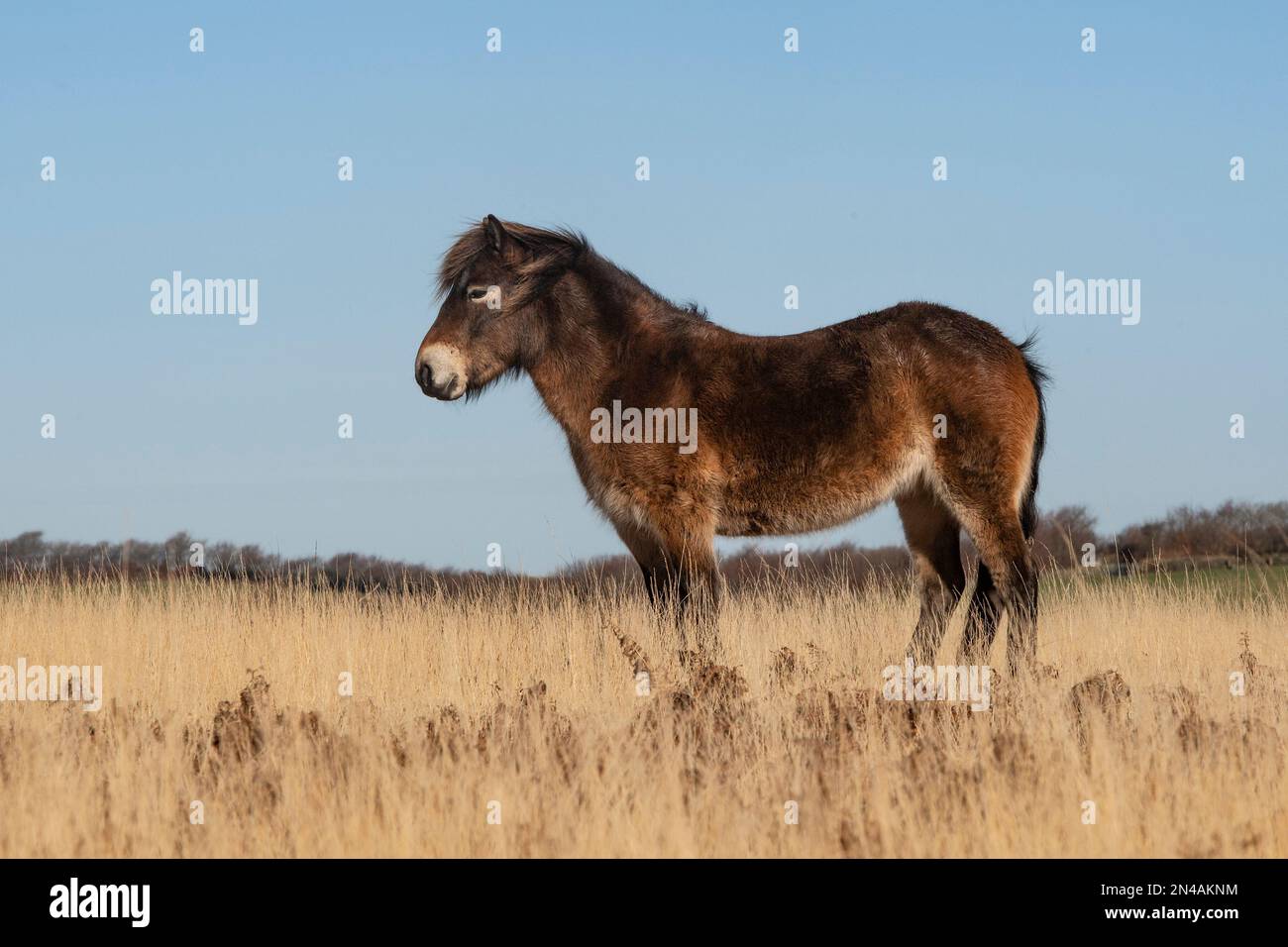 Full body pony hi-res stock photography and images - Alamy