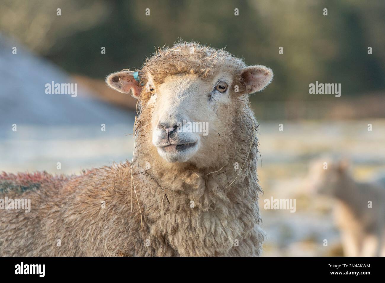The head poll hi-res stock photography and images - Alamy
