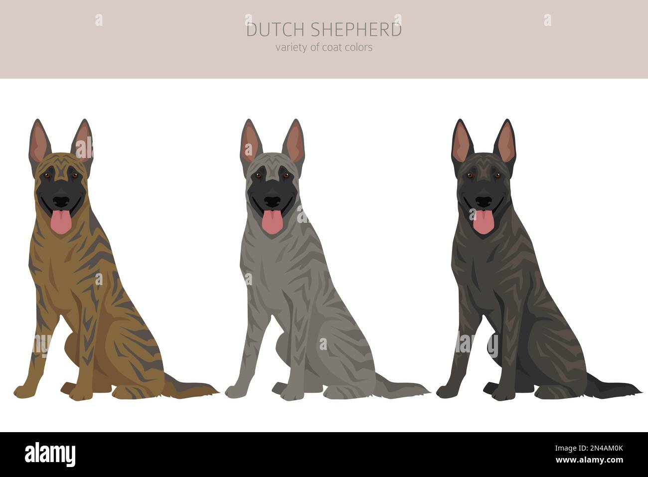 Dutch shepherd clipart. Different poses, coat colors set. Vector ...