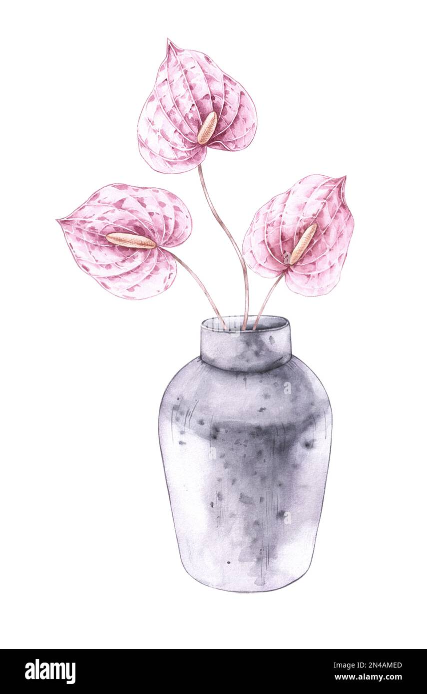 Watercolor gray vase with pink anthuriums on a white background in boho ...