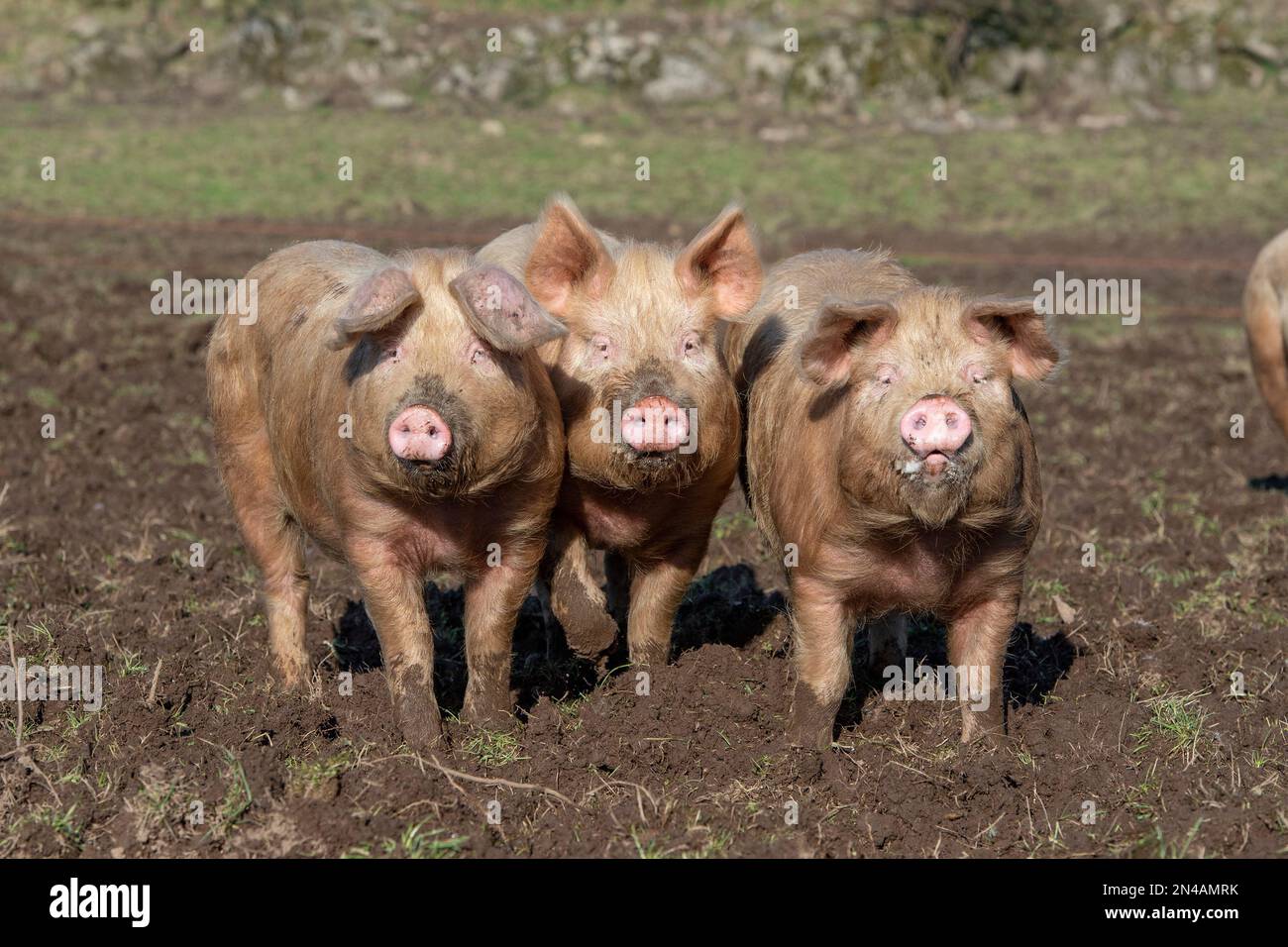 three piglets pigs Stock Photo - Alamy