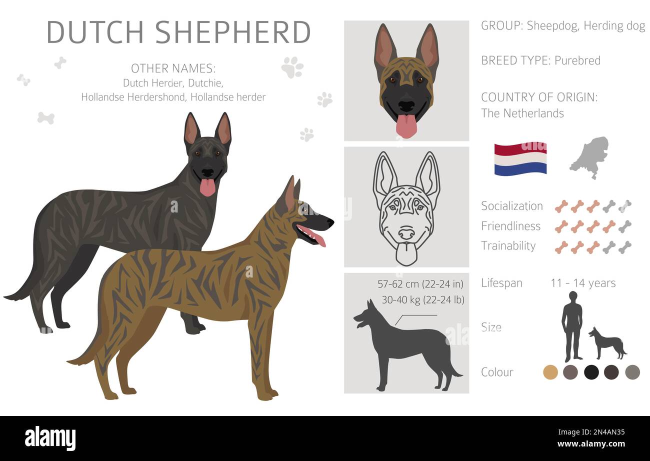 Dutch shepherd clipart. Different poses, coat colors set. Vector ...