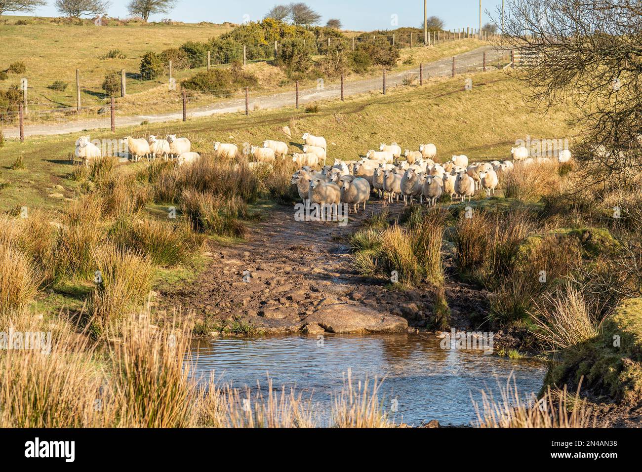 sheep at a river Stock Photo - Alamy