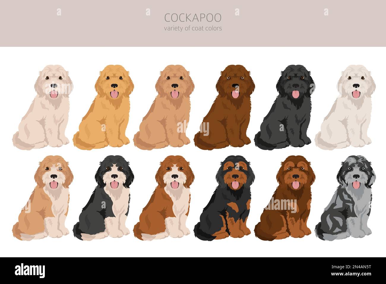 Cockapoo mix breed clipart. Different poses, coat colors set. Vector ...