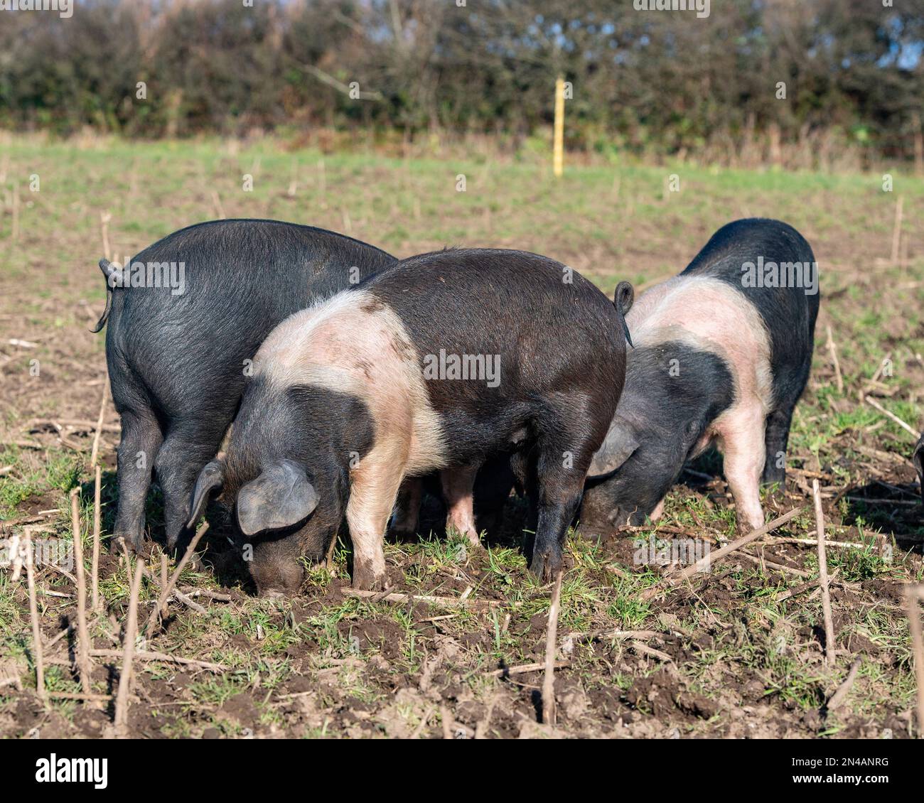 saddleback weaner pigs outdoors Stock Photo - Alamy