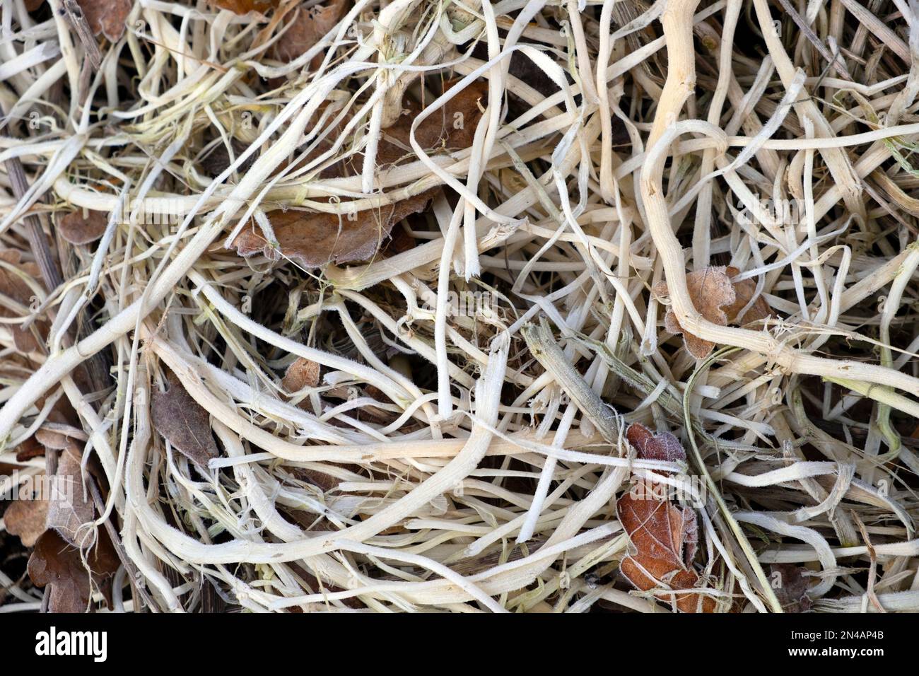Dead plants hi-res stock photography and images - Alamy