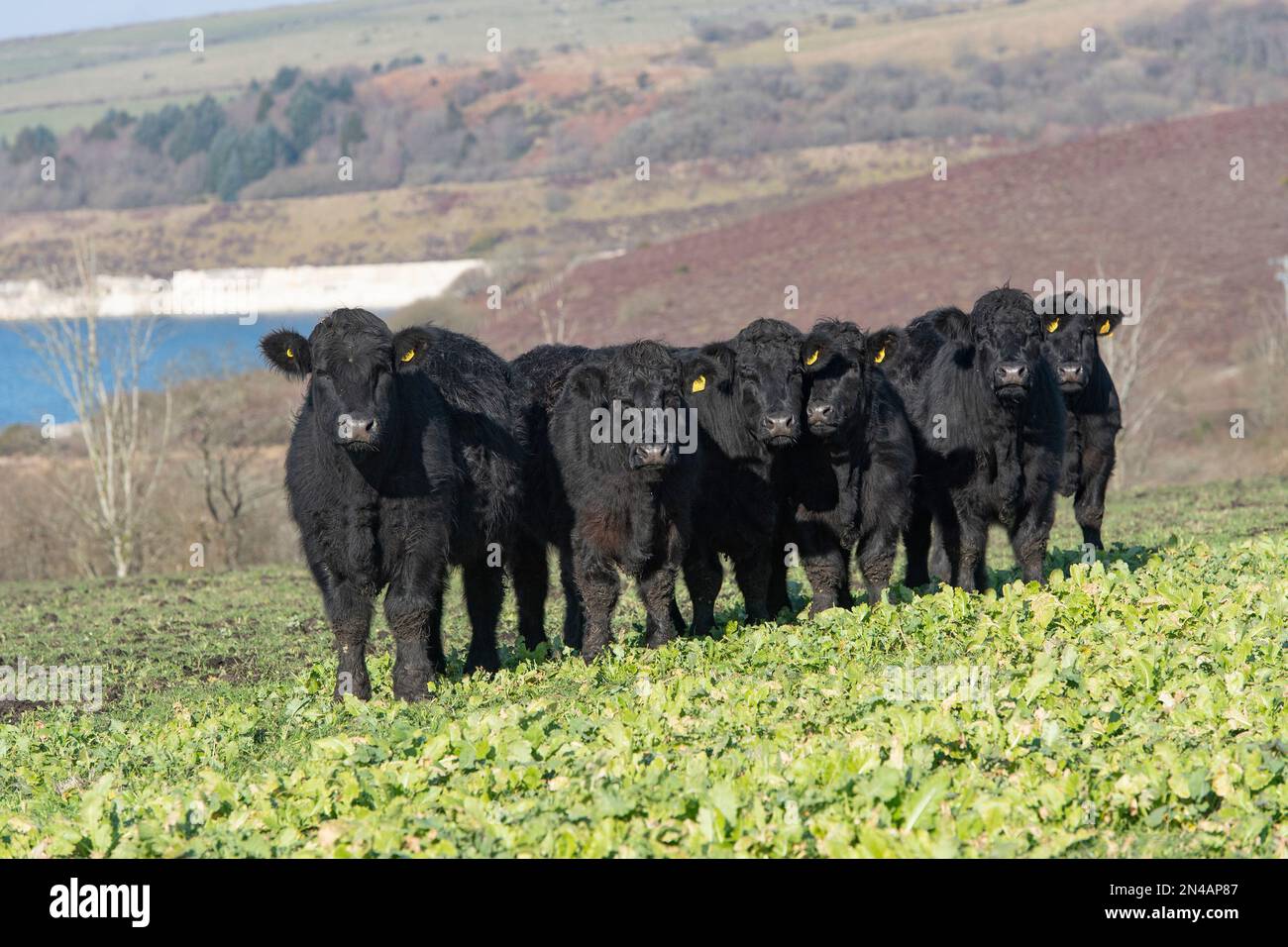 welsh black cattle, bullocks and heifers Stock Photo - Alamy