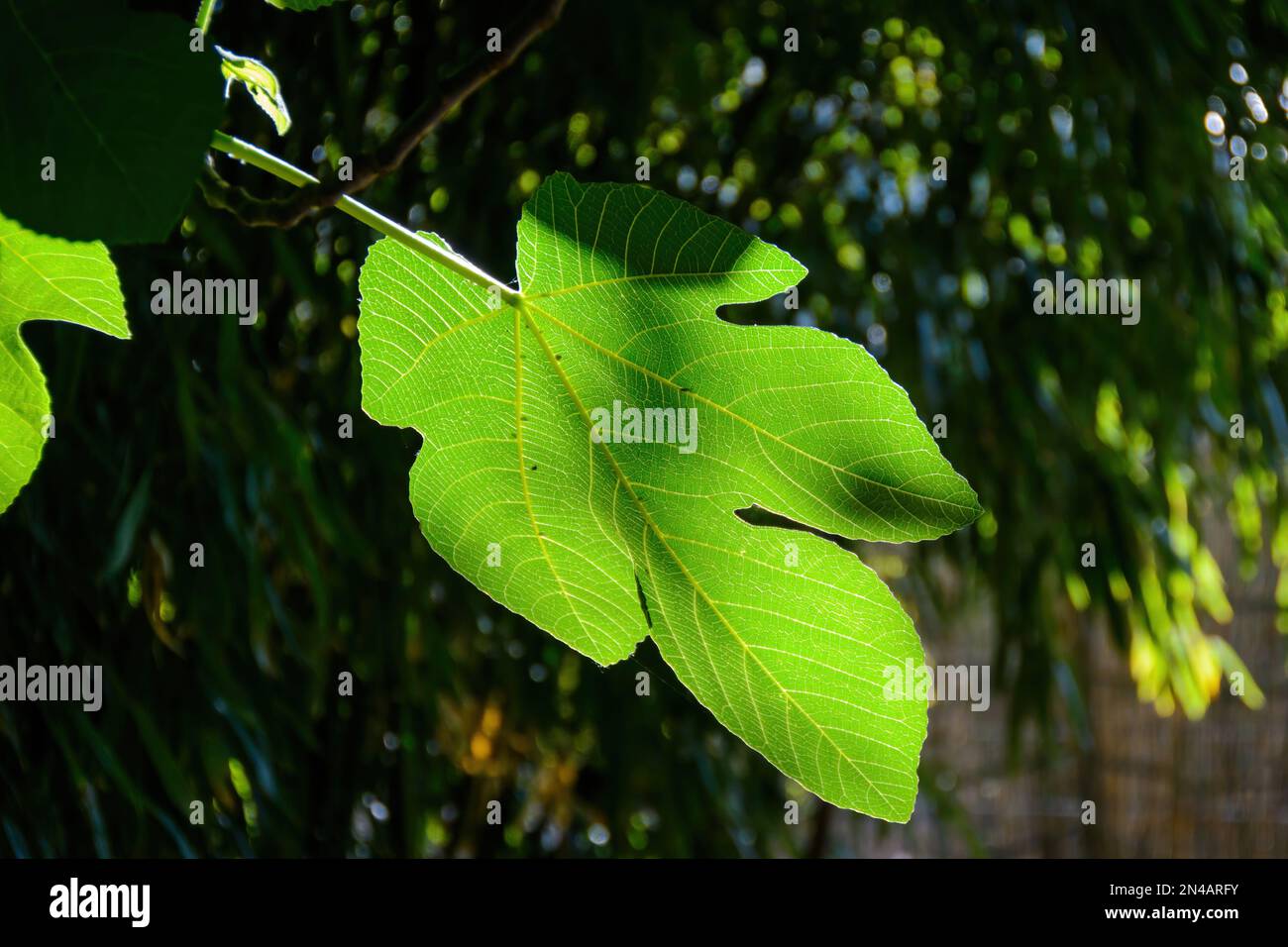 Ficus carica L from the Moraceae family genus leave plant - beautifully ...