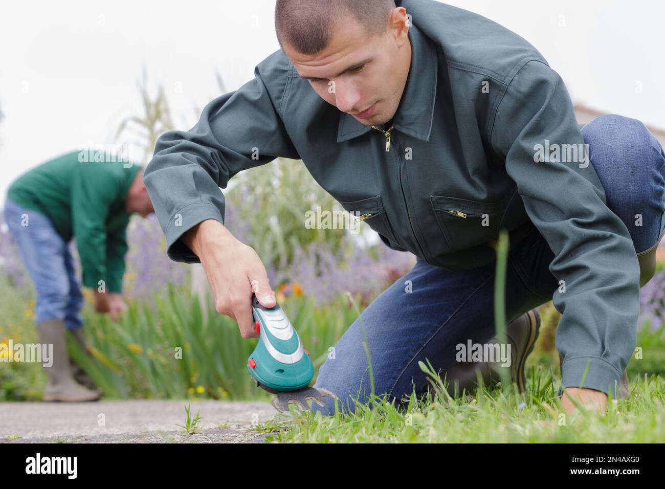 adult man watering sapling in backyard Stock Photo - Alamy