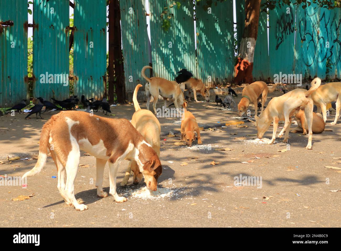 Stray dogs in india breed hi-res stock photography and images - Alamy