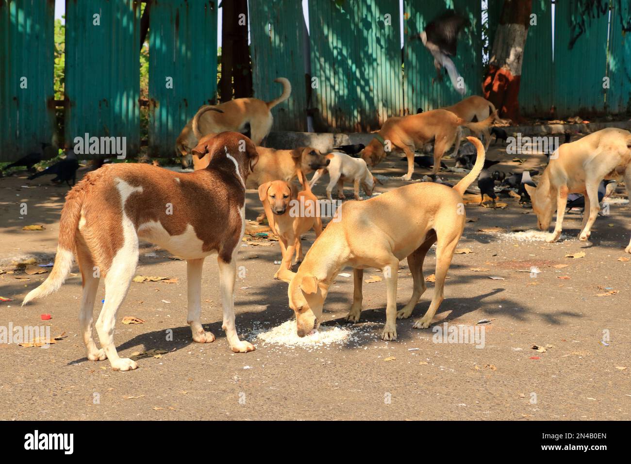 Homeless hungry street dog eating hi-res stock photography and images ...