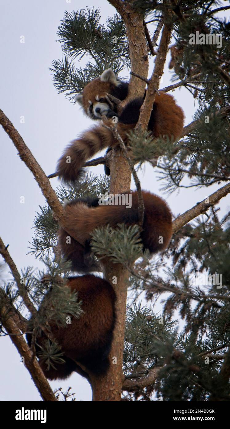 Red Pandas Calgary Zoo Alberta Stock Photo - Alamy