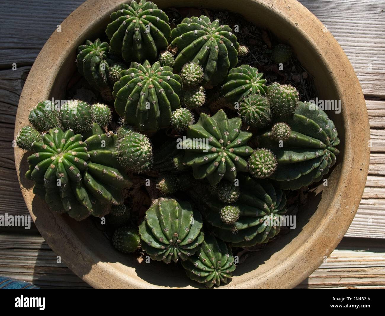 Full planter hi-res stock photography and images - Alamy