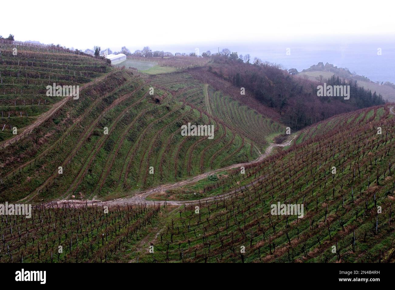 Txakolina wine hi-res stock photography and images - Alamy