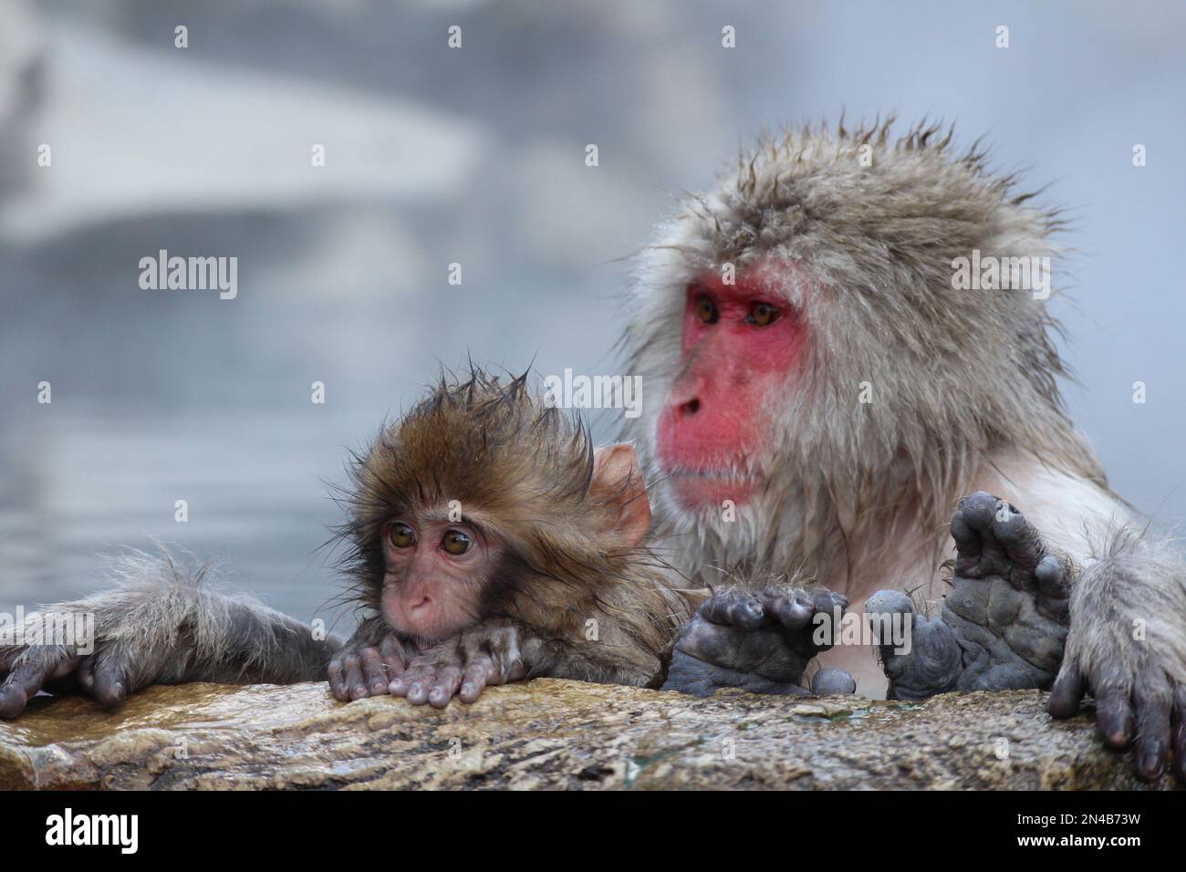 Snow monkey mother and child taking the hot spring, in Nagano, Japan ...