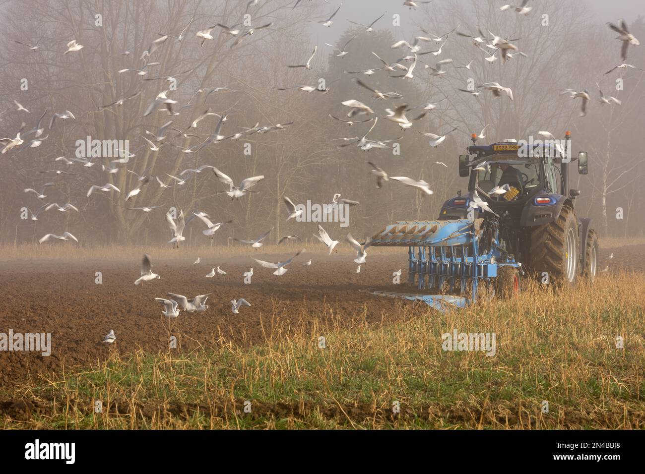 Maldon, UK. 08th Feb, 2023. Maldon Essex 8th Feb 2023 63r Annual Doe ...