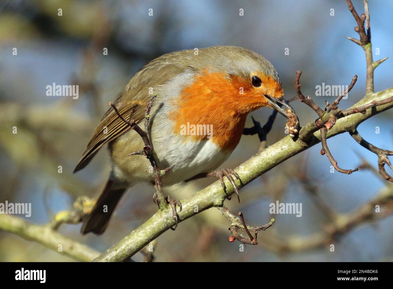 European Robin perched on a tree branch at North Cave wetlands Stock ...