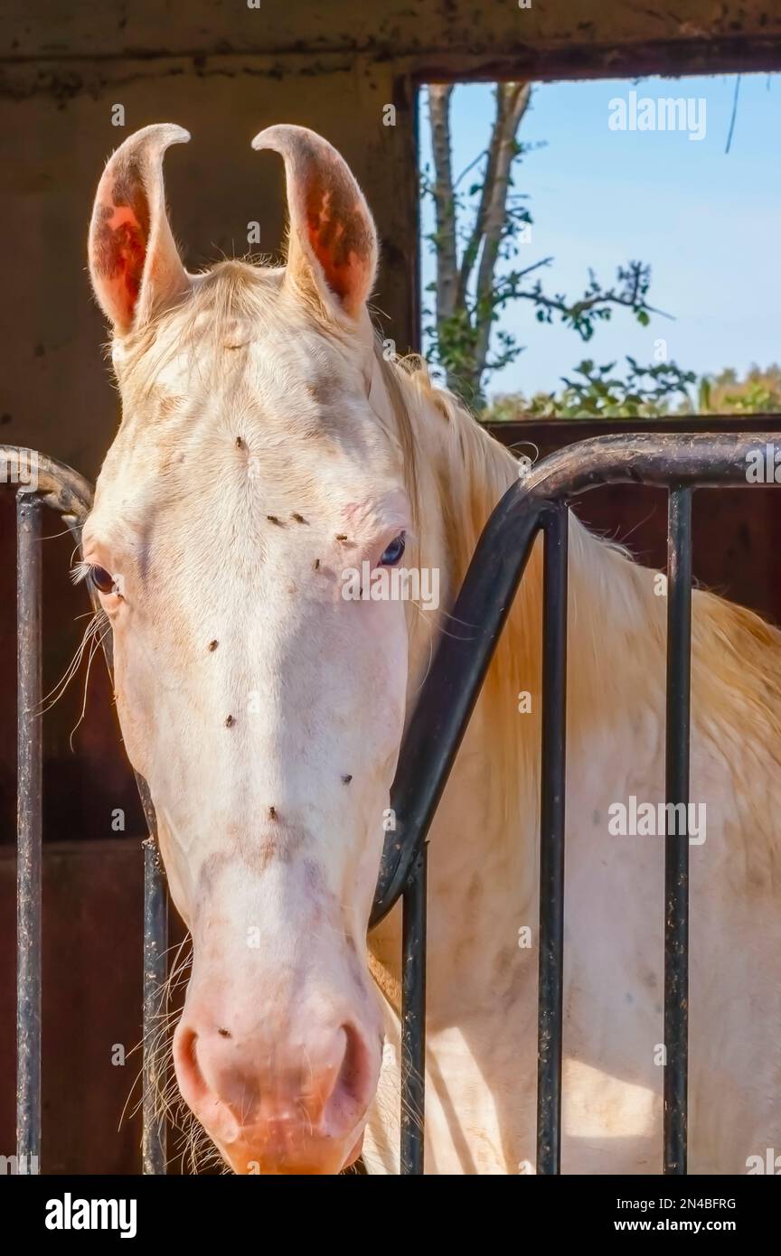 A white horse with flies on its face, inside a stall in a stable Stock ...