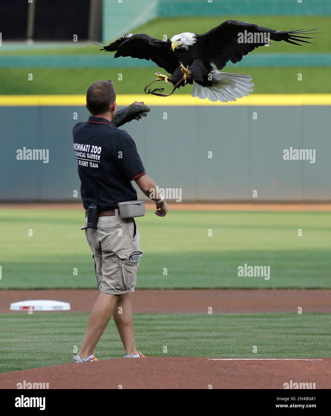 Sam the bald eagle lands on the arm of a Cincinnati Zoo trainer as he ...