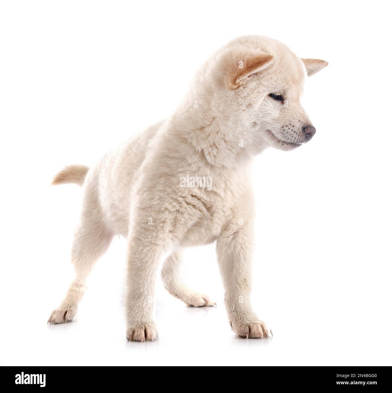 young shiba inu in front of white background Stock Photo - Alamy