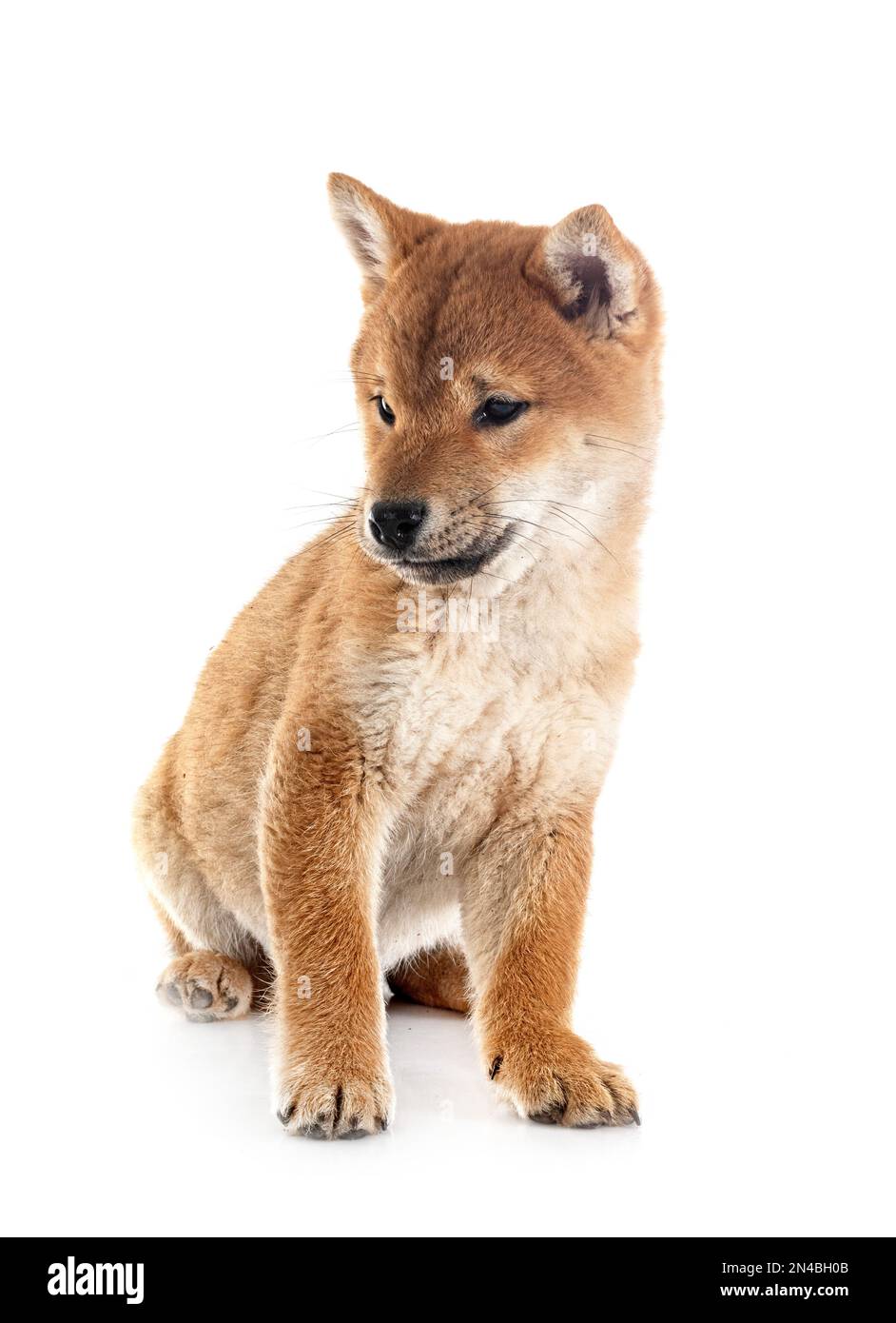 young shiba inu in front of white background Stock Photo - Alamy
