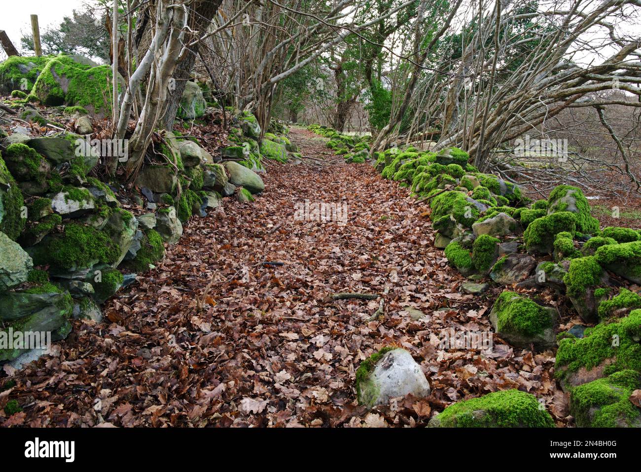 This ancient track is close to Tregarth in North Wales. Tracks such as ...