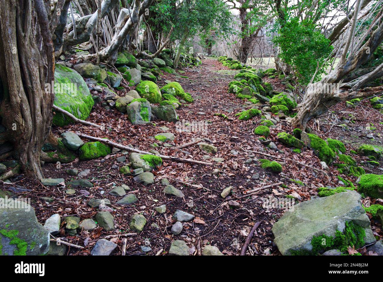 This ancient track is close to Tregarth in North Wales. Tracks such as ...