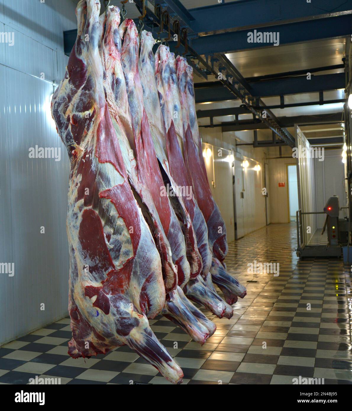 Carcasses raw meat beef hooked on hoist in corridor of slaughterhouse ...