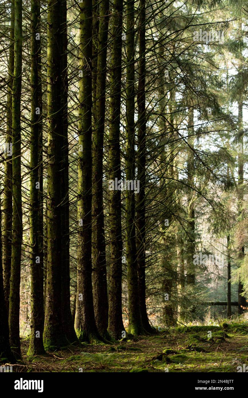 Spooky trees sunlight hi-res stock photography and images - Alamy