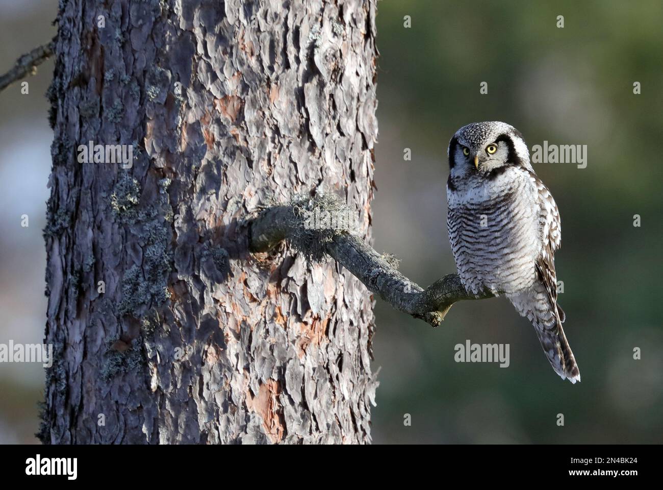 Pine owl hi-res stock photography and images - Alamy