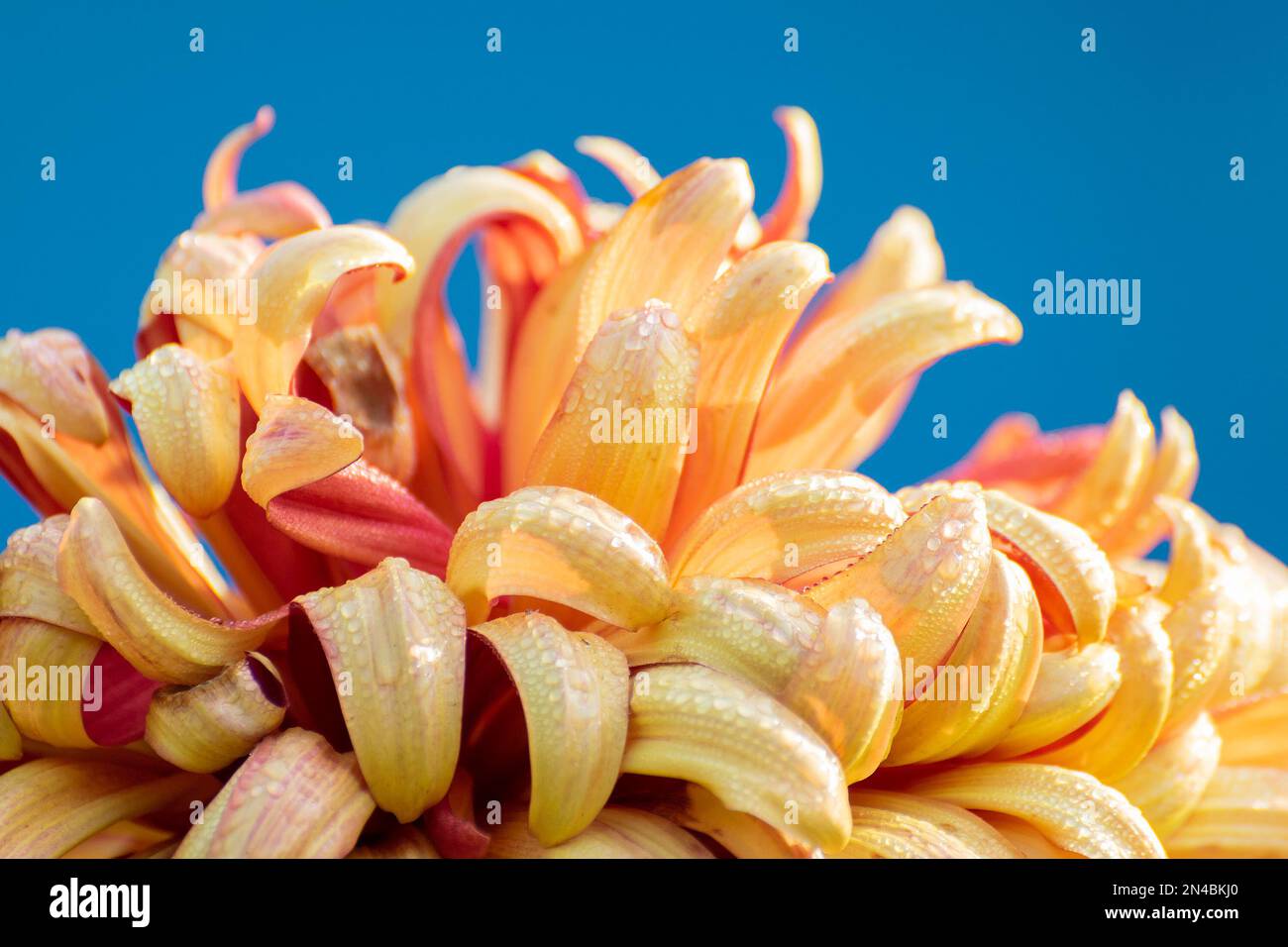 Yellow Dahlia flower petals with dew drops on them. Dahlia is bushy ...