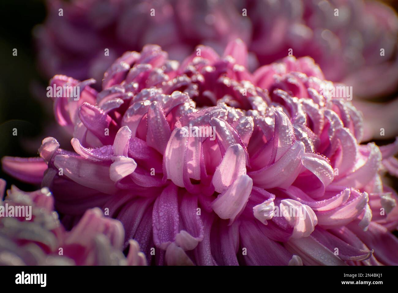 Majenta Dahlia flower petals with dew drops on them. Dahlia is bushy ...