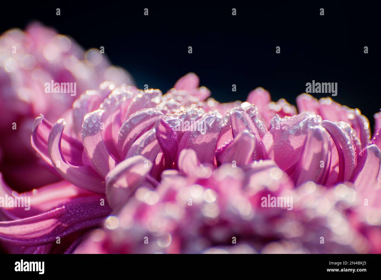 Majenta Dahlia flower petals with dew drops on them. Dahlia is bushy ...