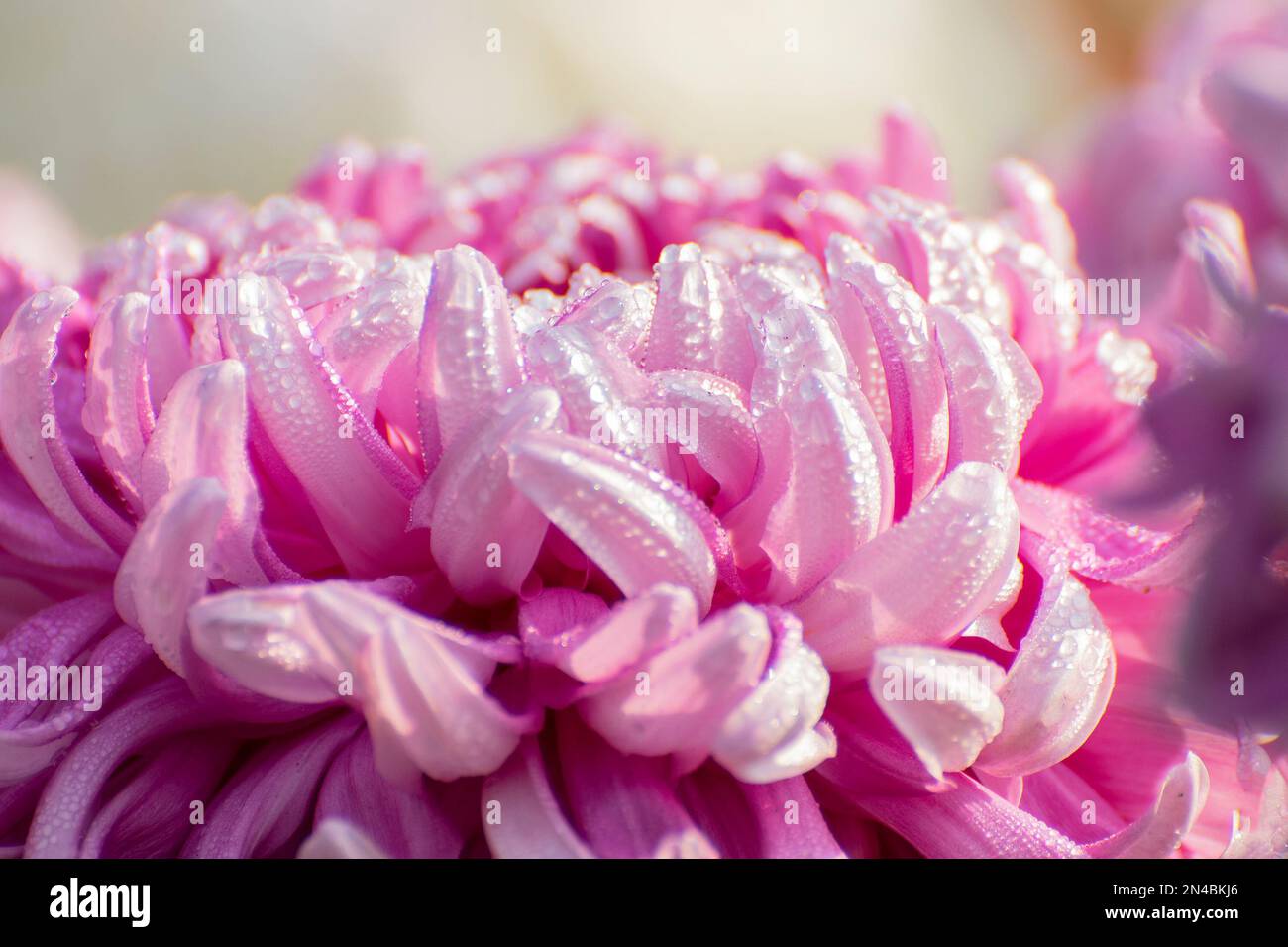 Majenta Dahlia flower petals with dew drops on them. Dahlia is bushy ...
