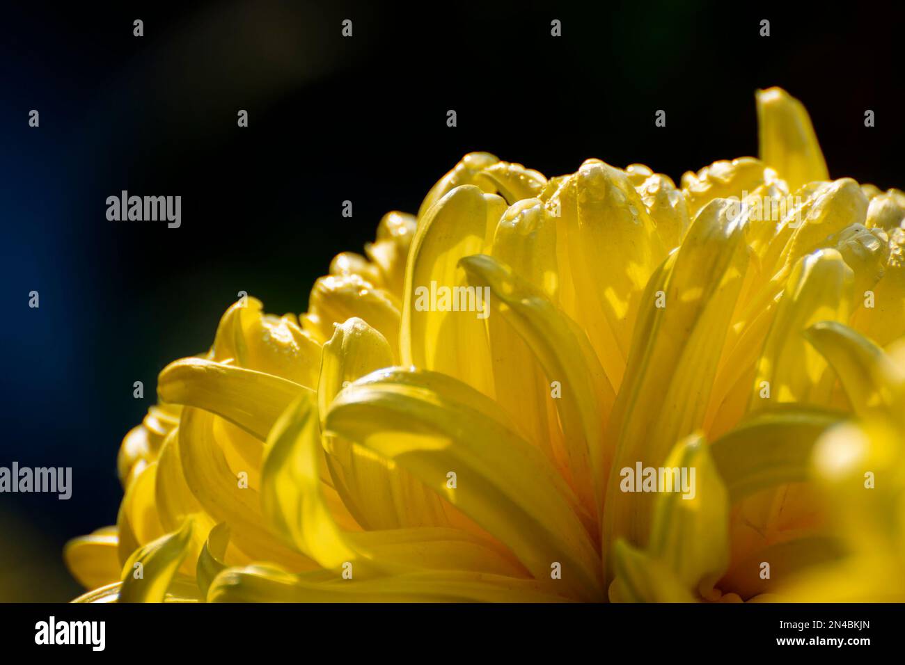 Yellow Dahlia flower petals with dew drops on them. Dahlia is bushy ...