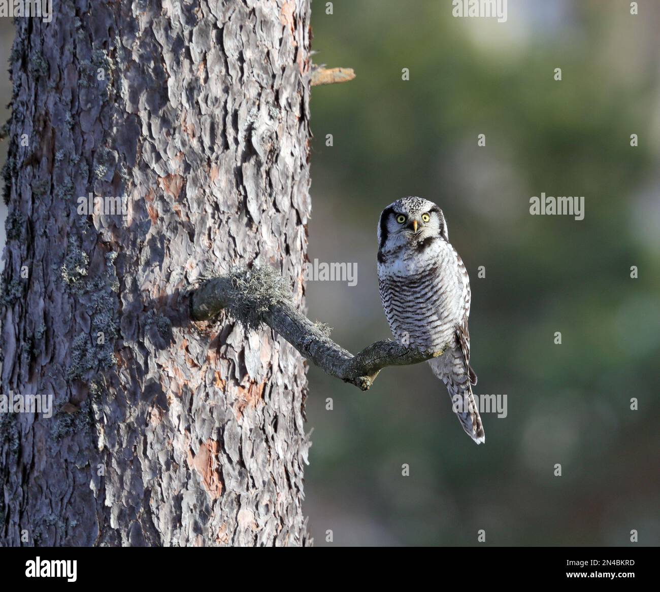 Sitting on pine hi-res stock photography and images - Alamy