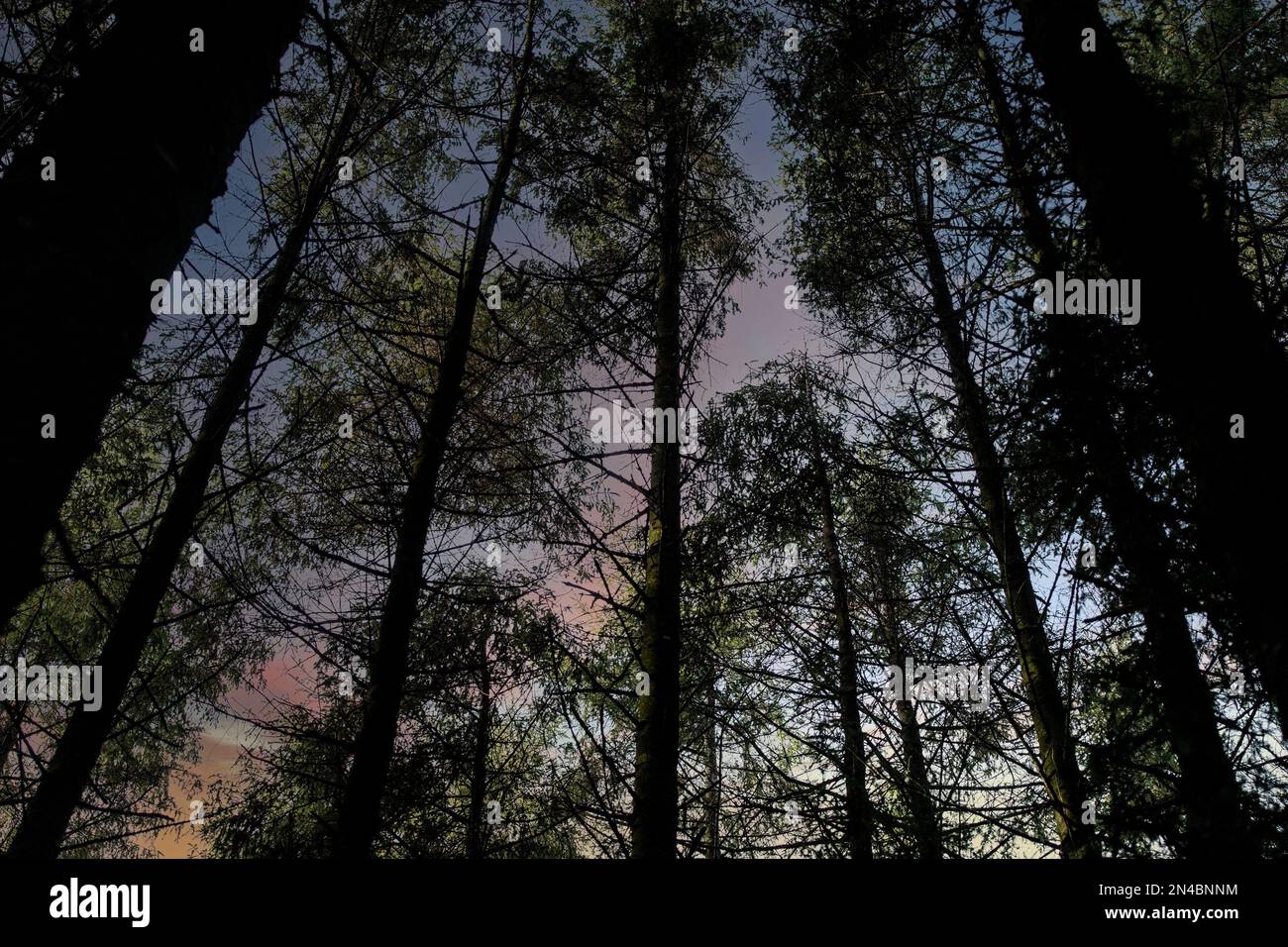 Spooky looking tree hi-res stock photography and images - Alamy