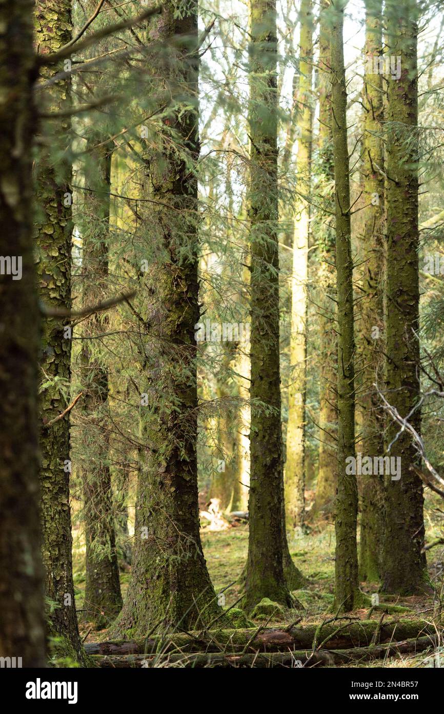 Natural trees forest seasonal hi-res stock photography and images - Alamy